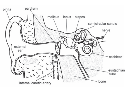 Hearing aid users information booklet - University Hospitals Sussex NHS ...