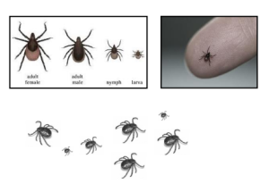 Tick bites: The Alex - University Hospitals Sussex NHS Foundation Trust