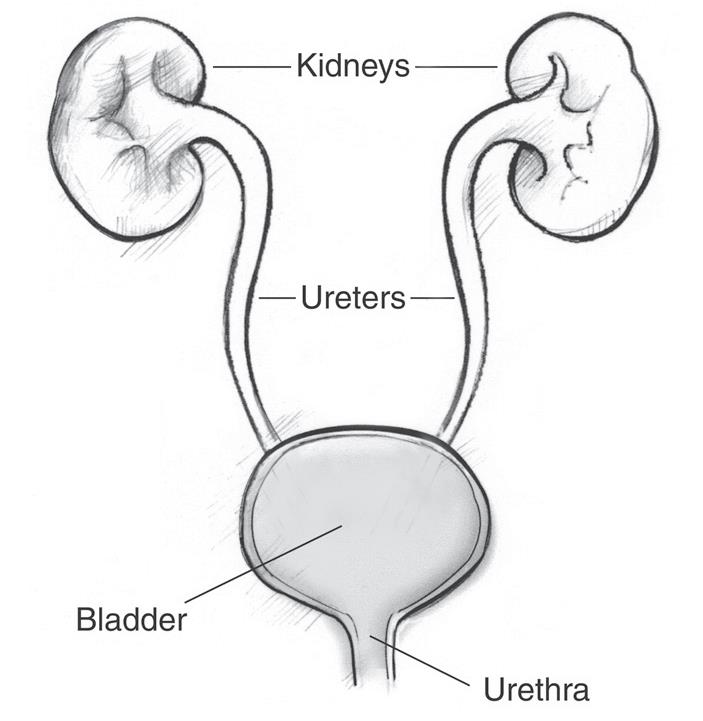 Chronic Kidney Disease - University Hospitals Sussex NHS Foundation Trust