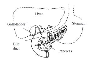 Gallstones A&E leaflet - University Hospitals Sussex NHS Foundation Trust